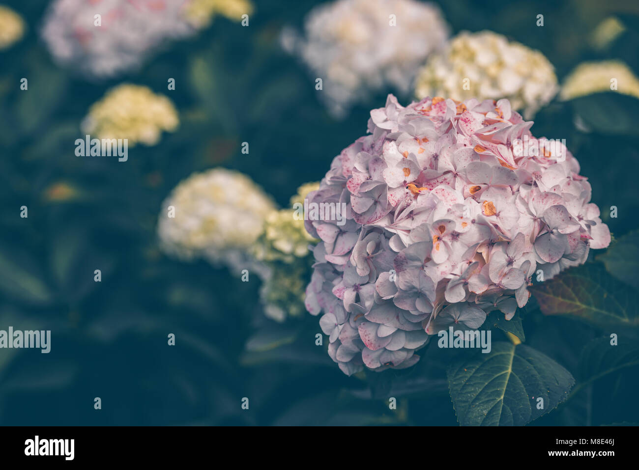 Pink hydrangea flowers bush in the garden in the fall. Shot with a ...
