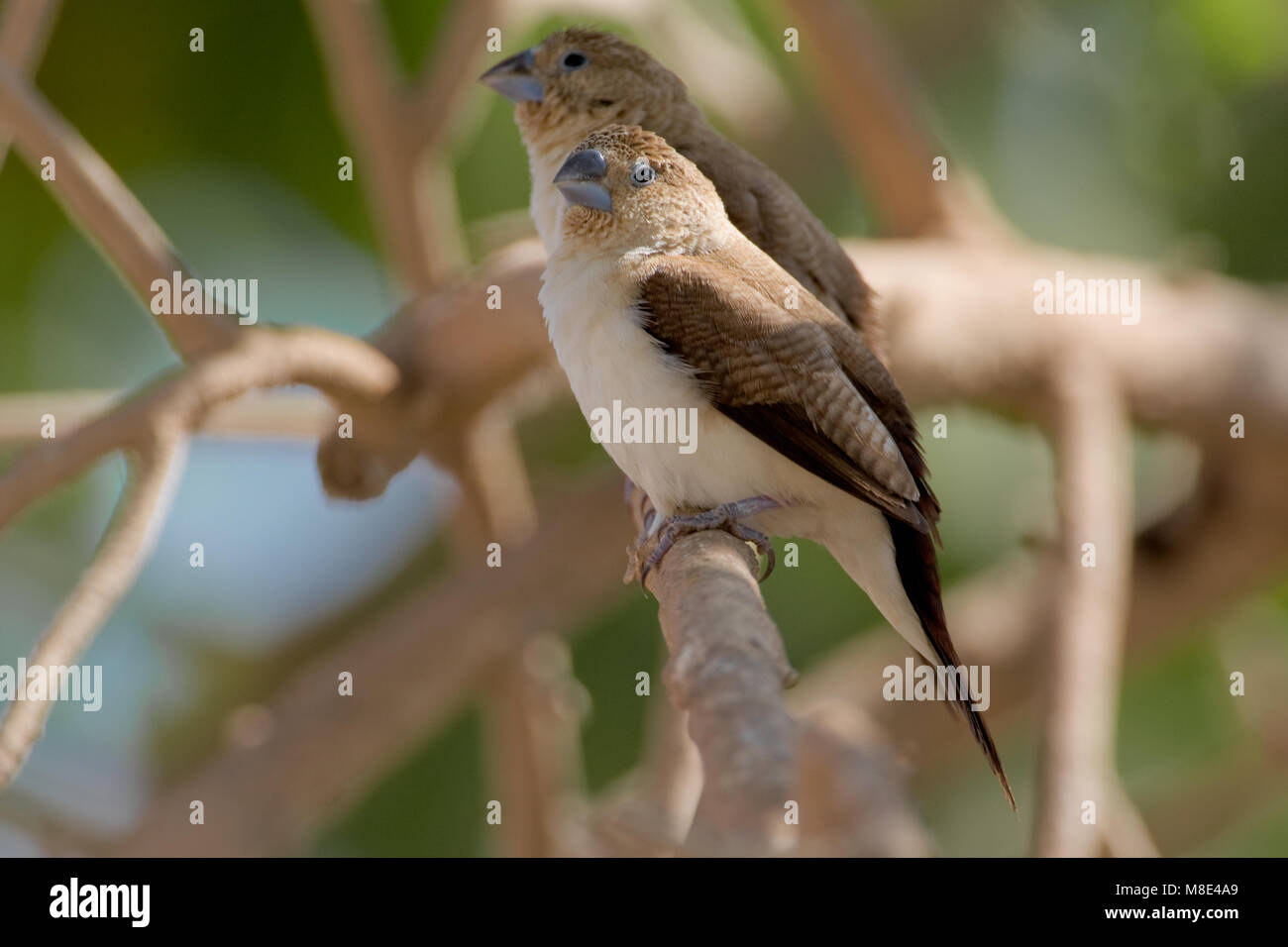 African silverbill hi-res stock photography and images - Alamy