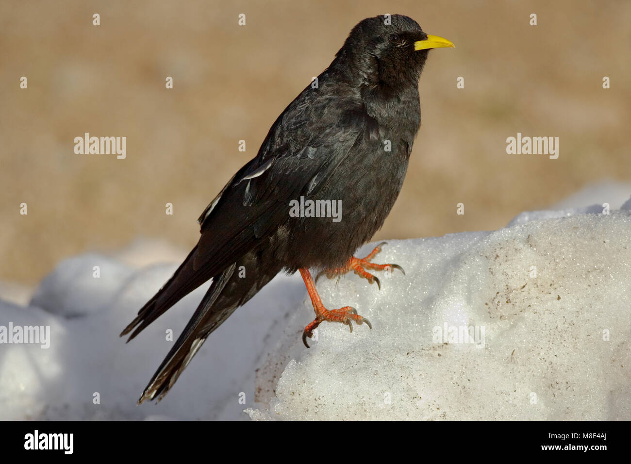 Alpenkauw pyrrhocorax graculus alpine chough hi-res stock photography ...
