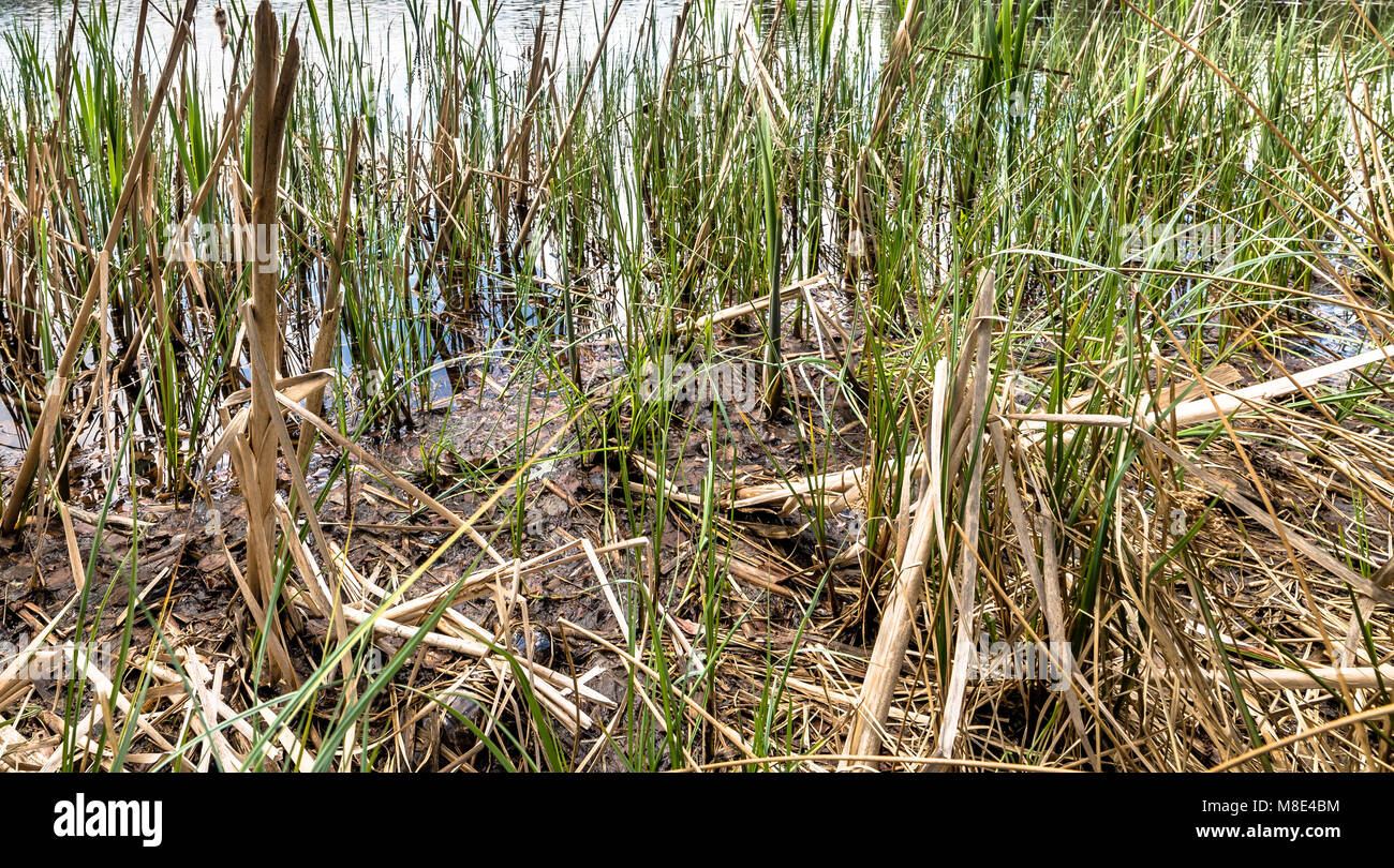 Water reeds growing plants hi-res stock photography and images - Alamy