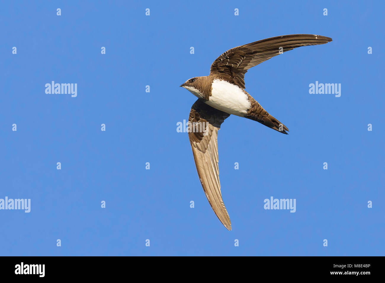 Alpengierzwaluw in de vlucht; Alpine Swift in flight Stock Photo - Alamy