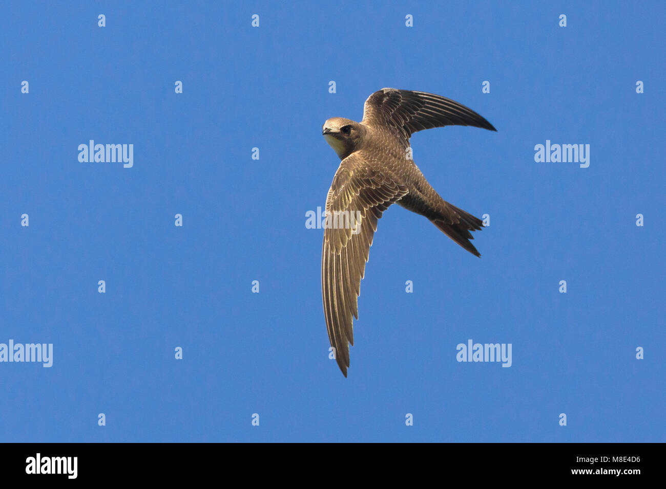 Alpengierzwaluw in de vlucht; Alpine Swift in flight Stock Photo - Alamy