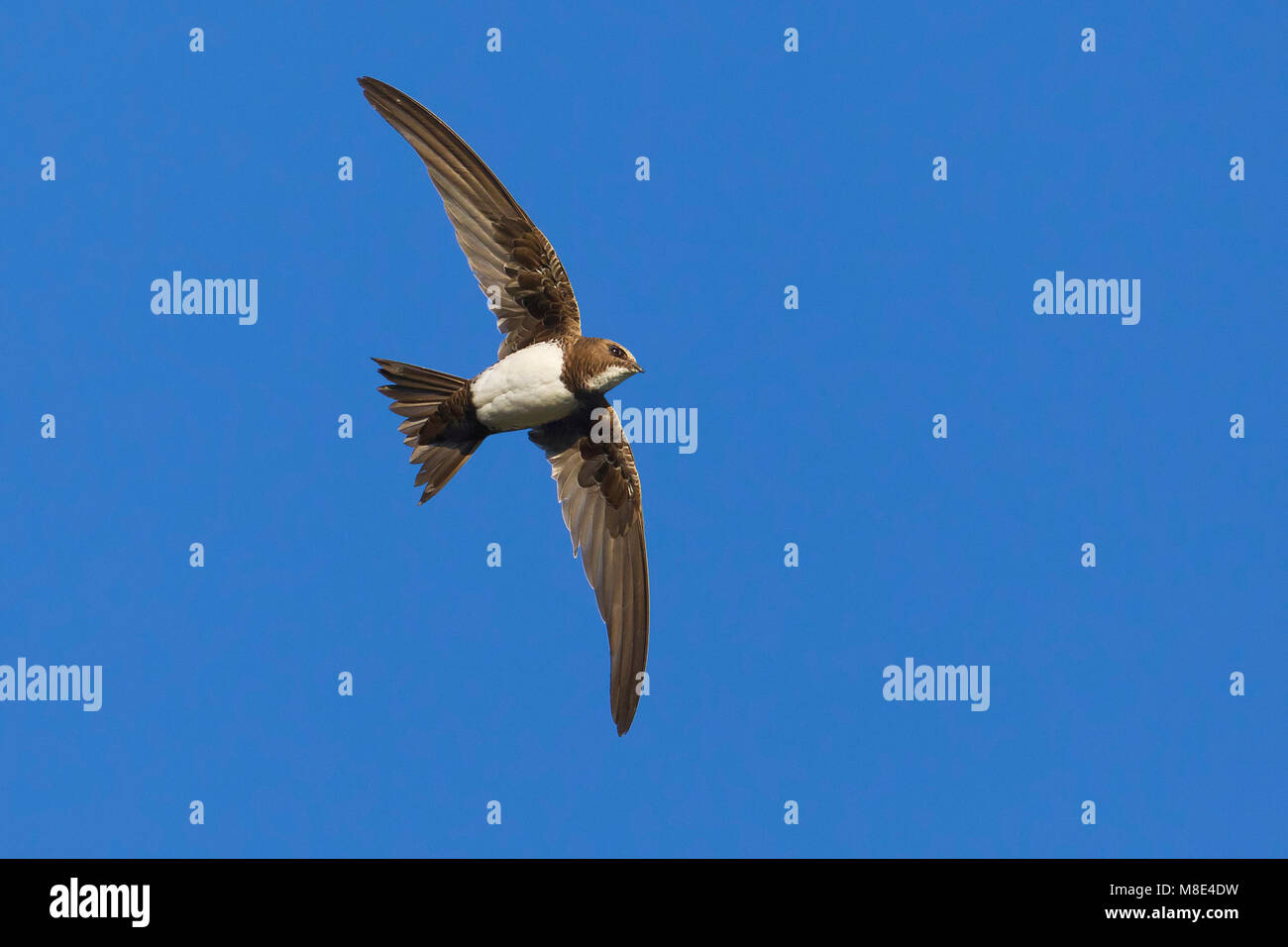 Alpengierzwaluw in de vlucht; Alpine Swift in flight Stock Photo - Alamy