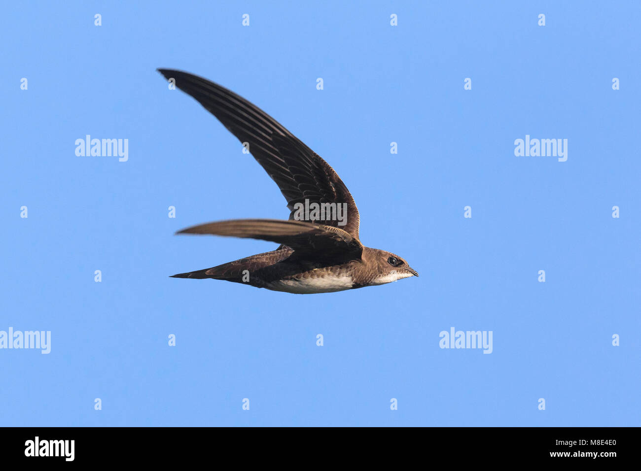 Alpengierzwaluw in de vlucht; Alpine Swift in flight Stock Photo - Alamy