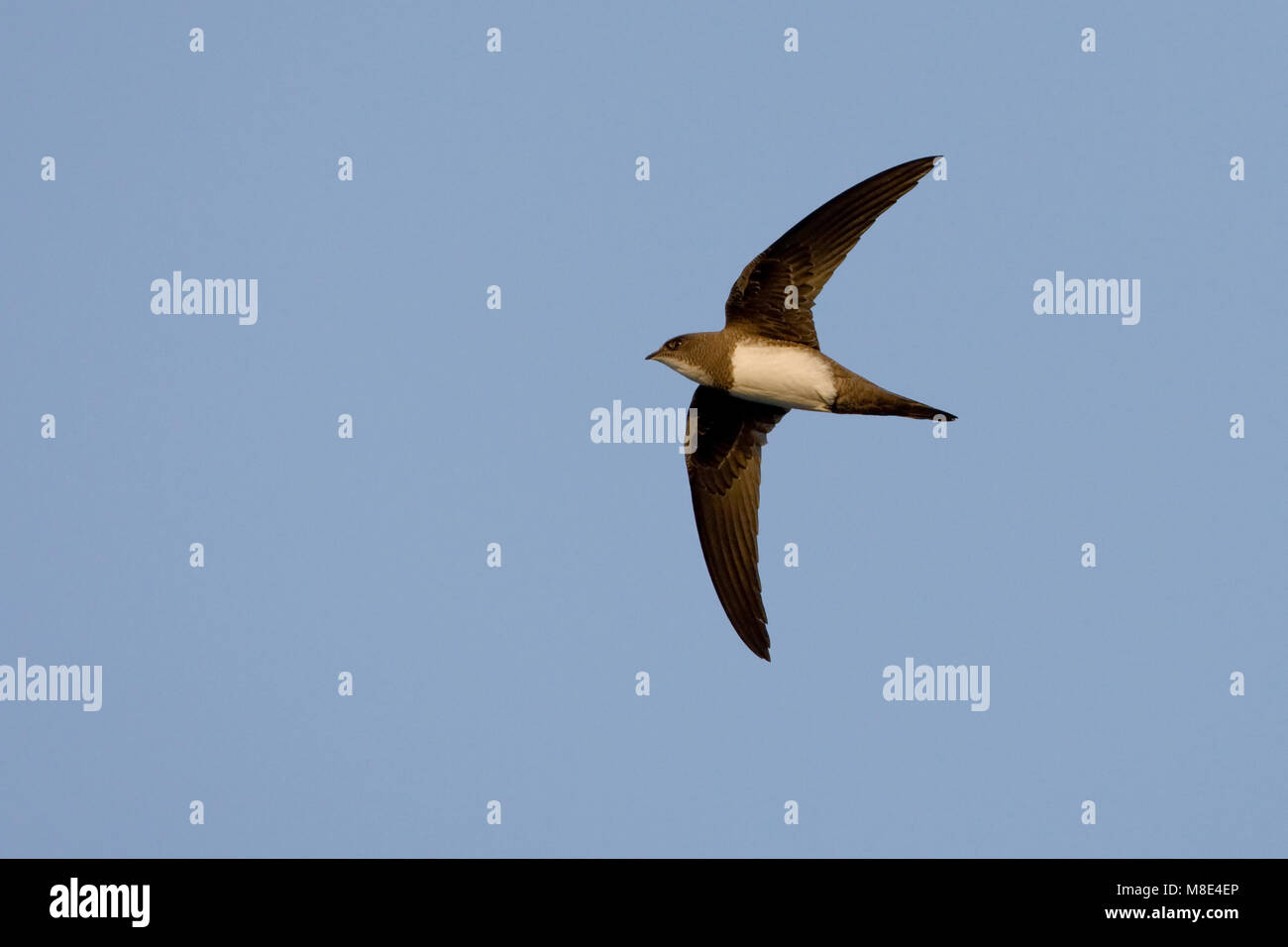 Alpine Swift Apus Melba High Resolution Stock Photography and Images ...