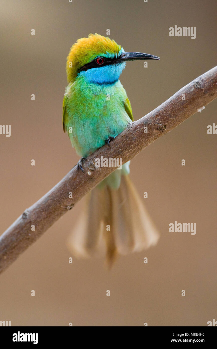 Arabian green bee eater merops cyanophrys hi-res stock photography and ...