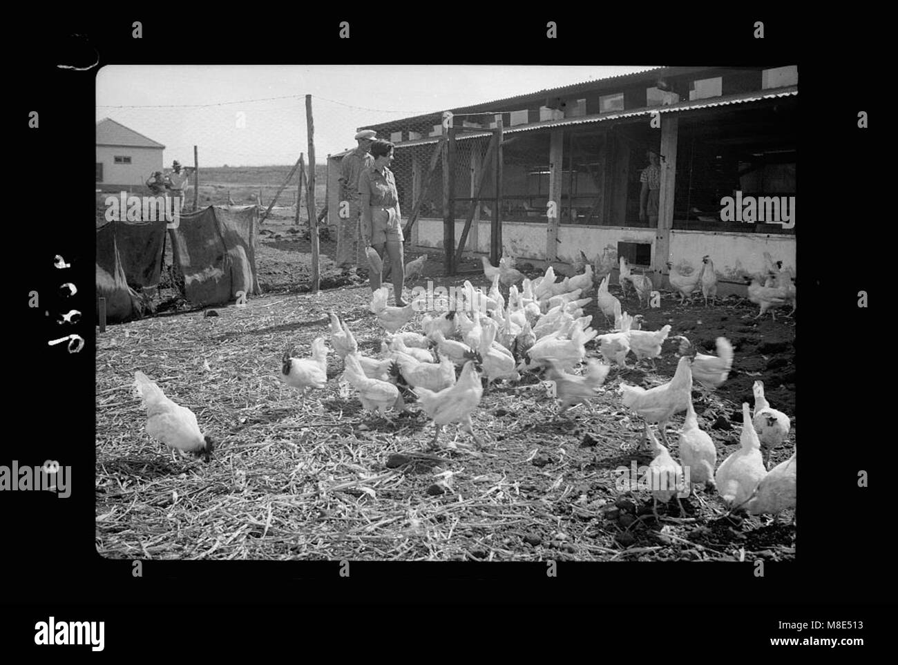 Historical chicken farming hi-res stock photography and images - Alamy