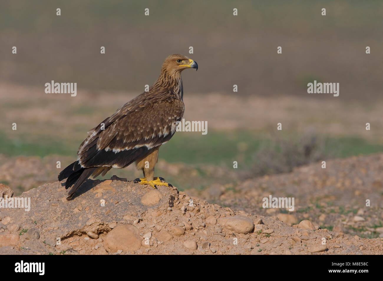Asian eagle hi-res stock photography and images - Alamy