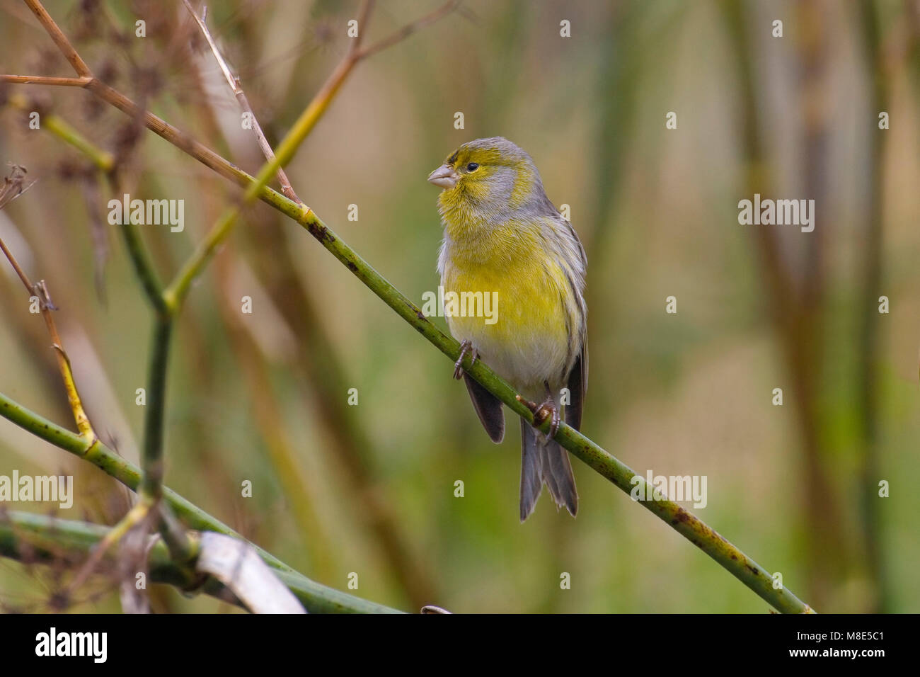 Mannetje Kanarie; Male Atlantic Canary Stock Photo - Alamy