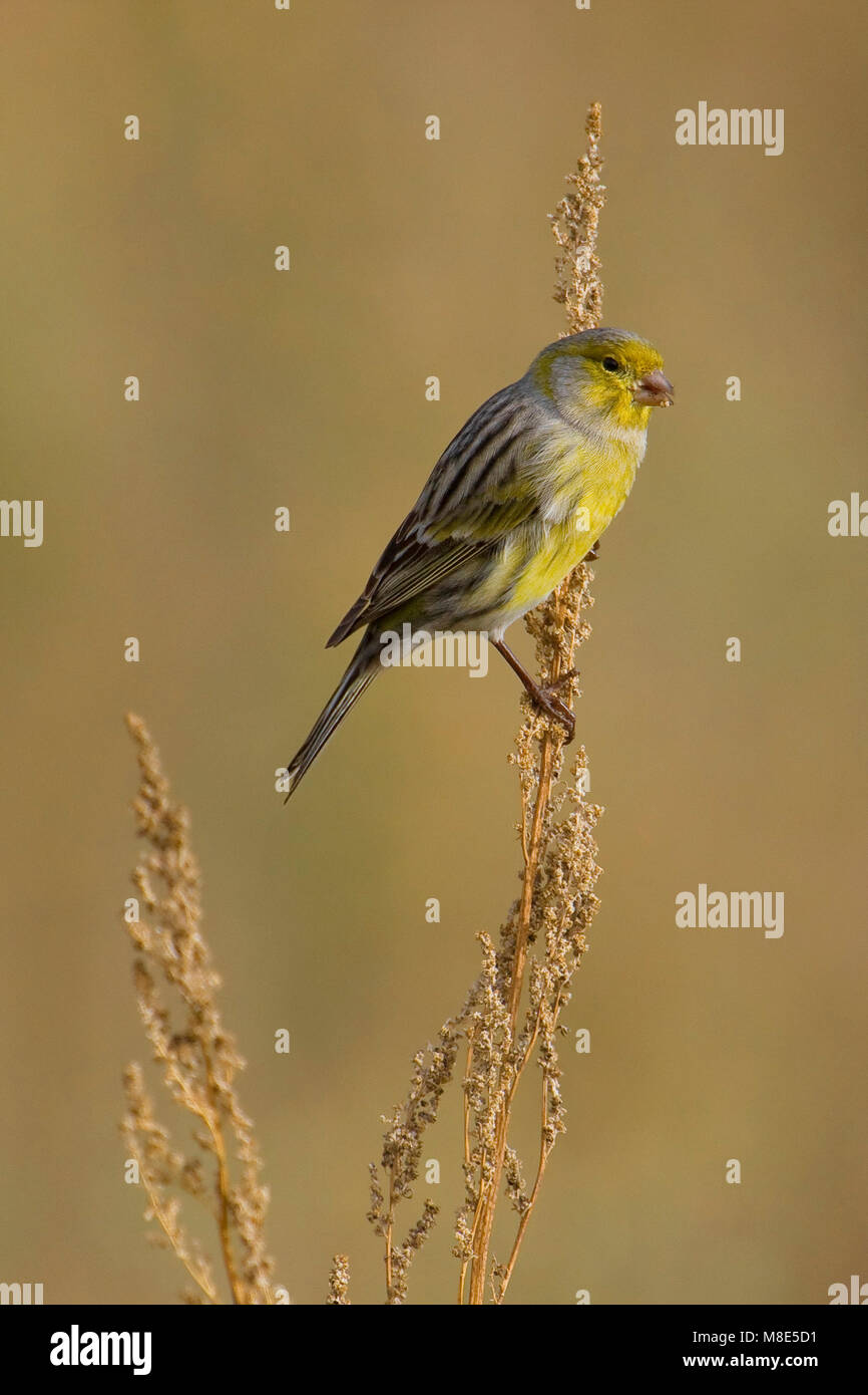 Atlantic canary serinus canaria hi-res stock photography and images - Alamy