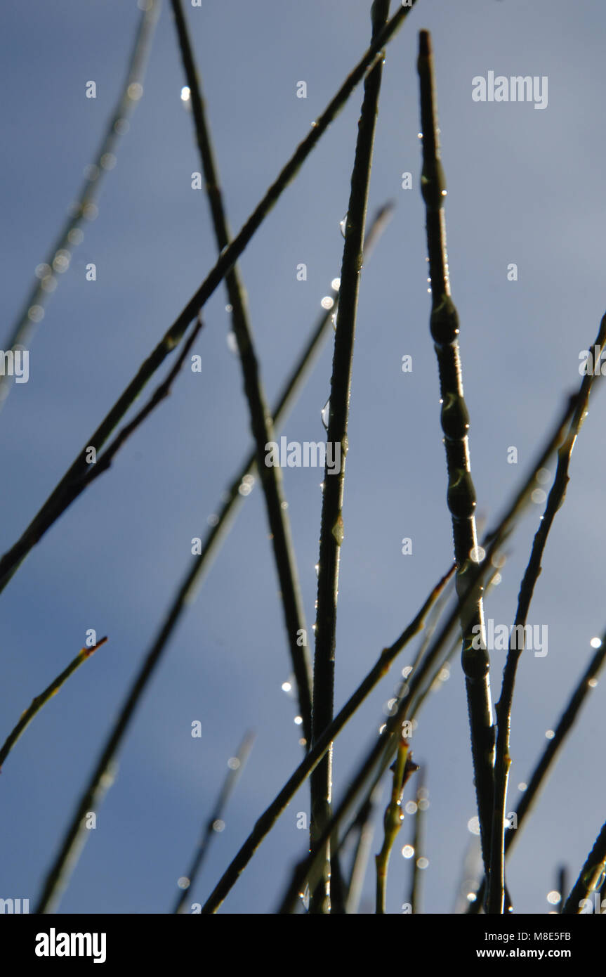 Strands of broom hi-res stock photography and images - Alamy