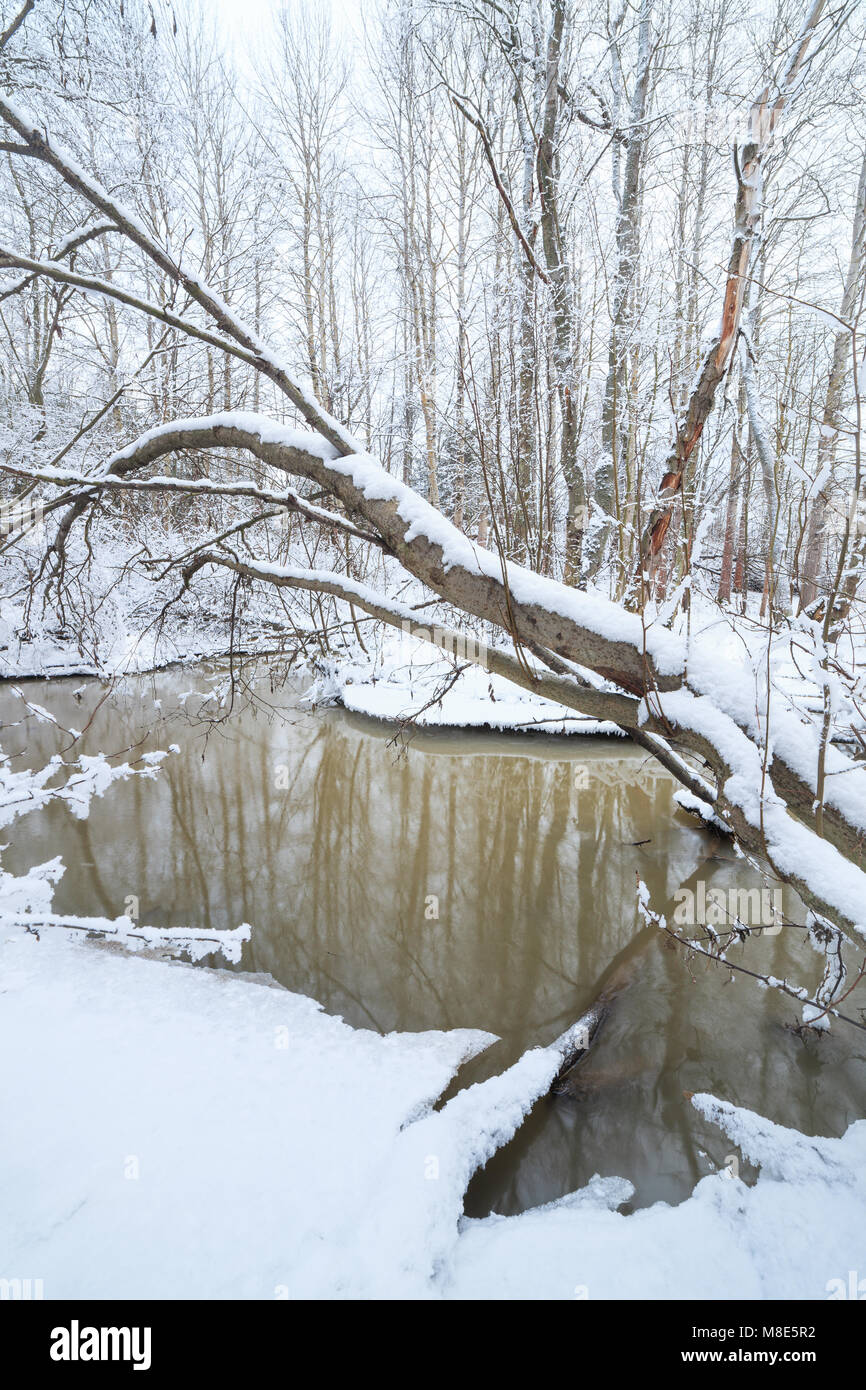Small stream in winter forest Stock Photo - Alamy
