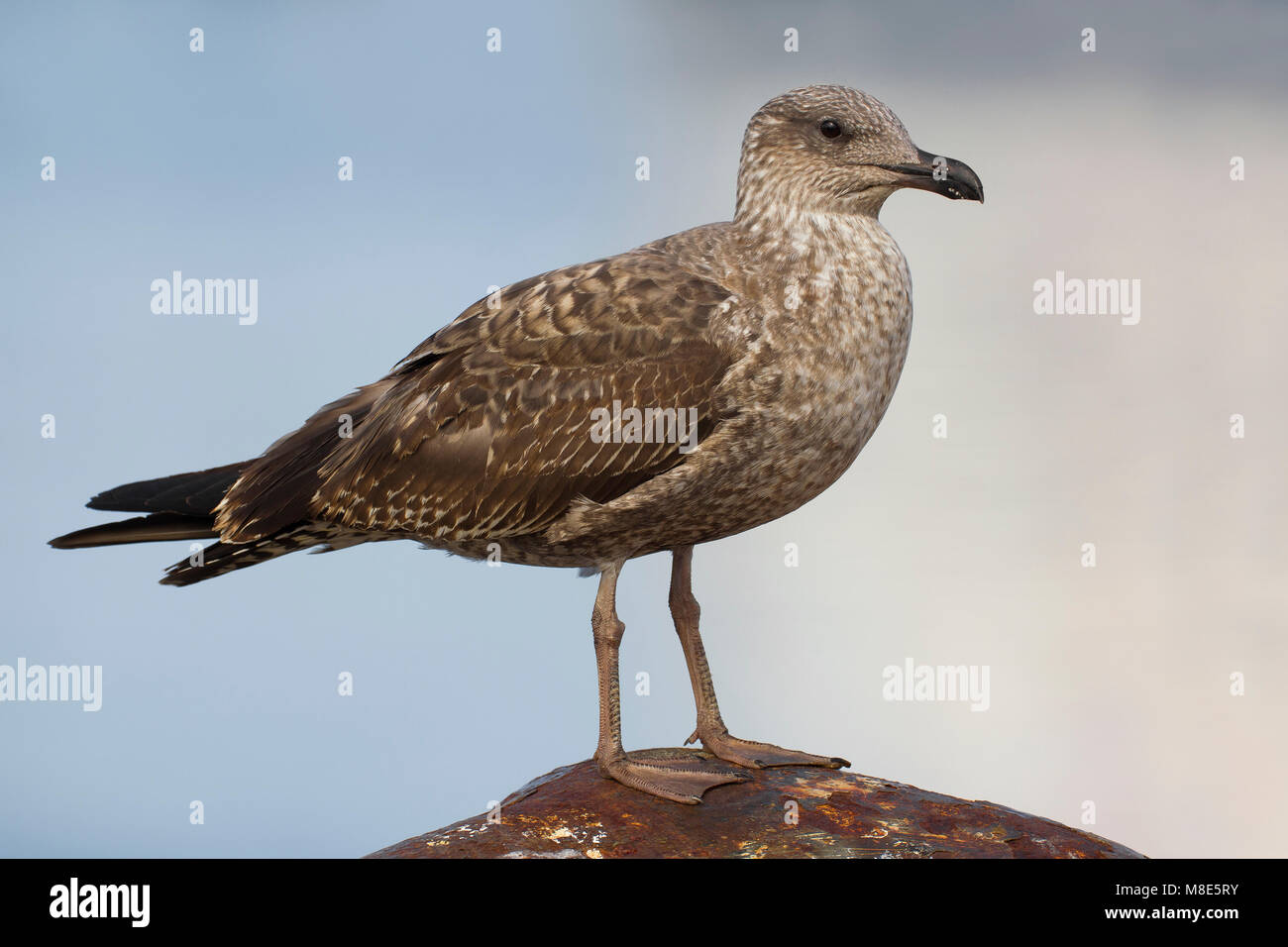Atlantic gull hi-res stock photography and images - Alamy