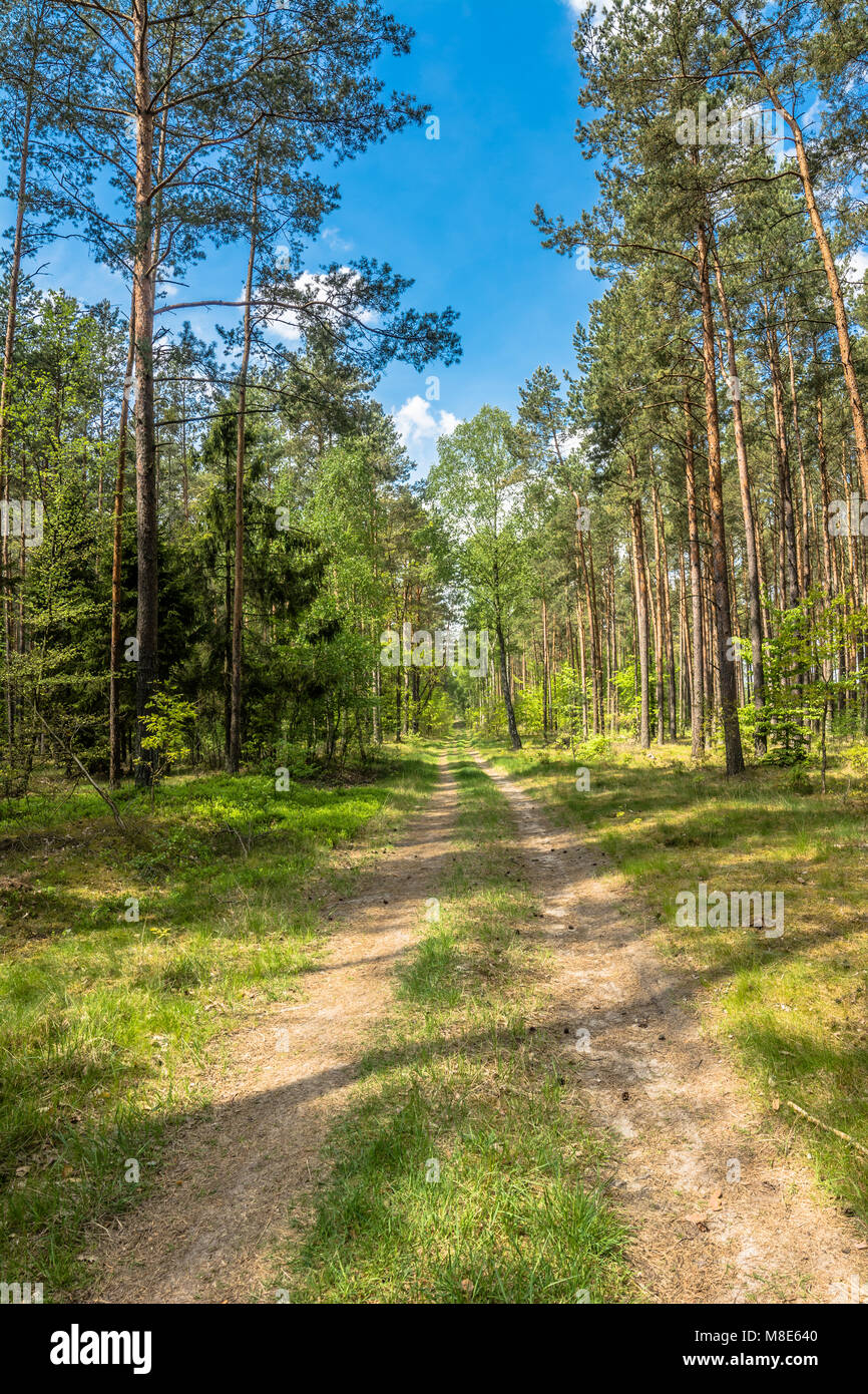 Beautiful forest road at spring landscape Stock Photo - Alamy