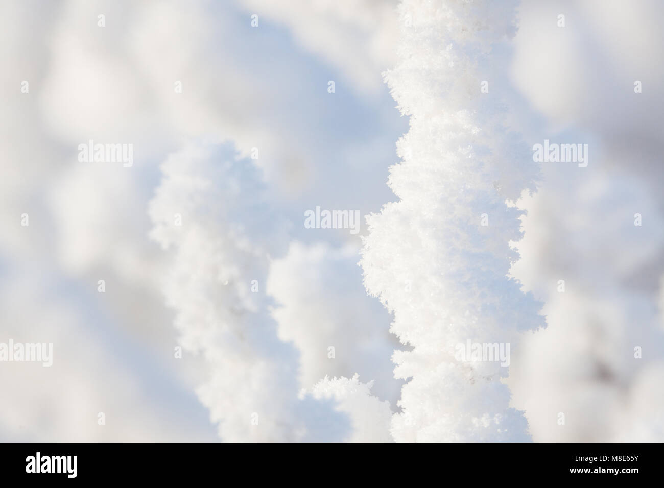 Closeup snow covered bush Stock Photo - Alamy