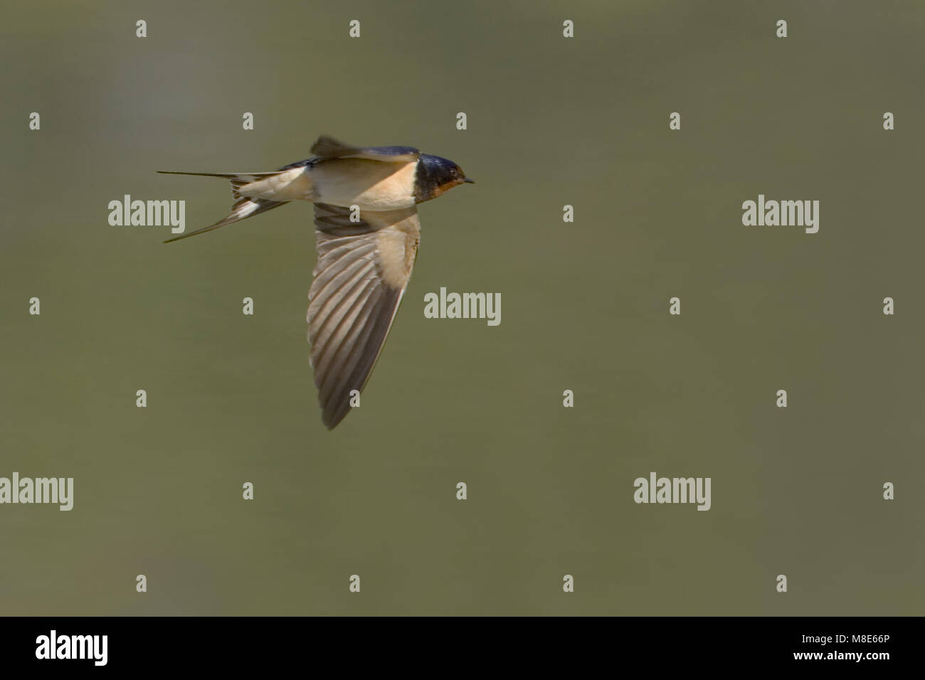 Barn Swallow flying; Boerenzwaluw vliegend Stock Photo - Alamy