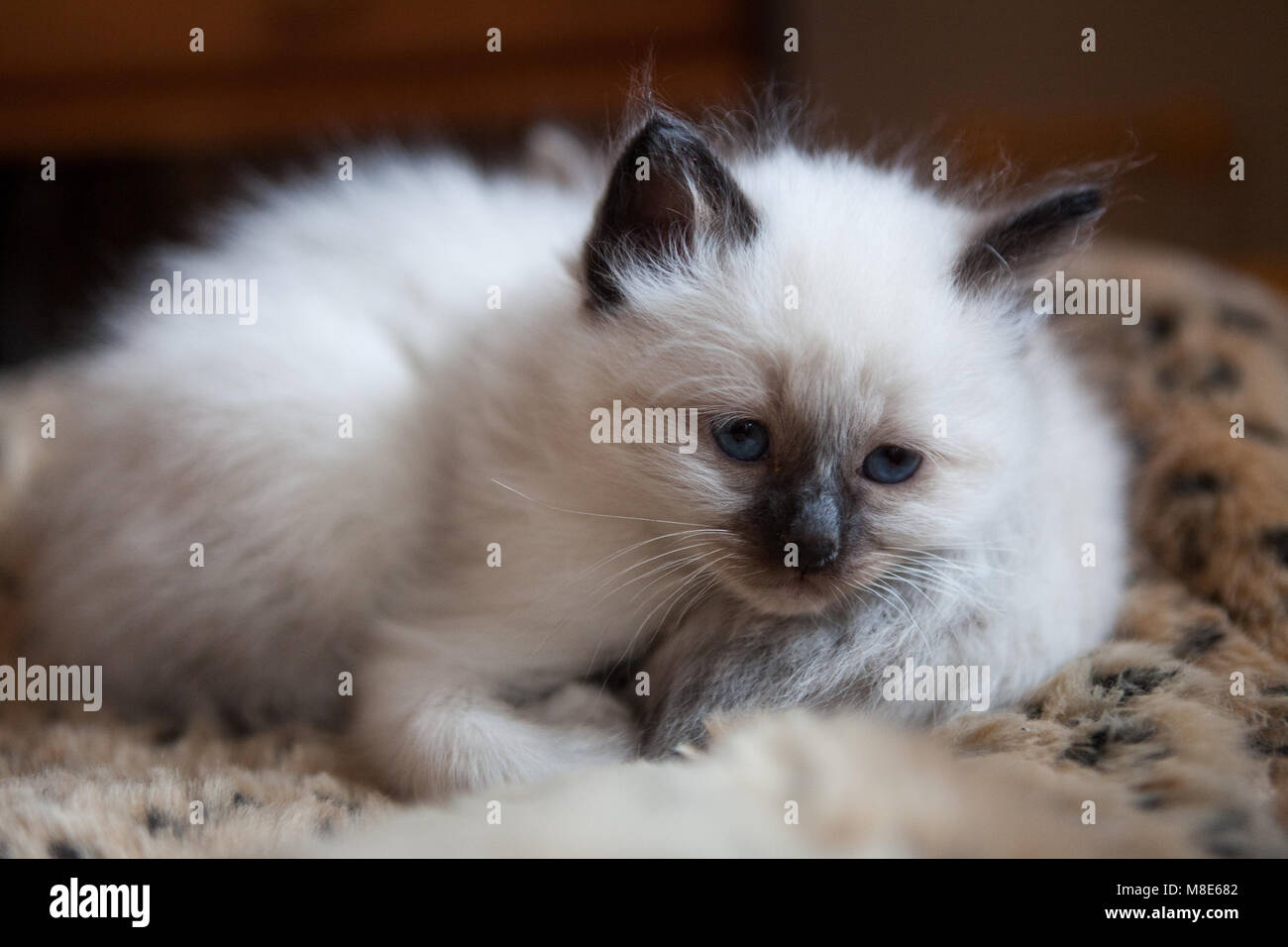 Sacred Birman kitten Stock Photo - Alamy