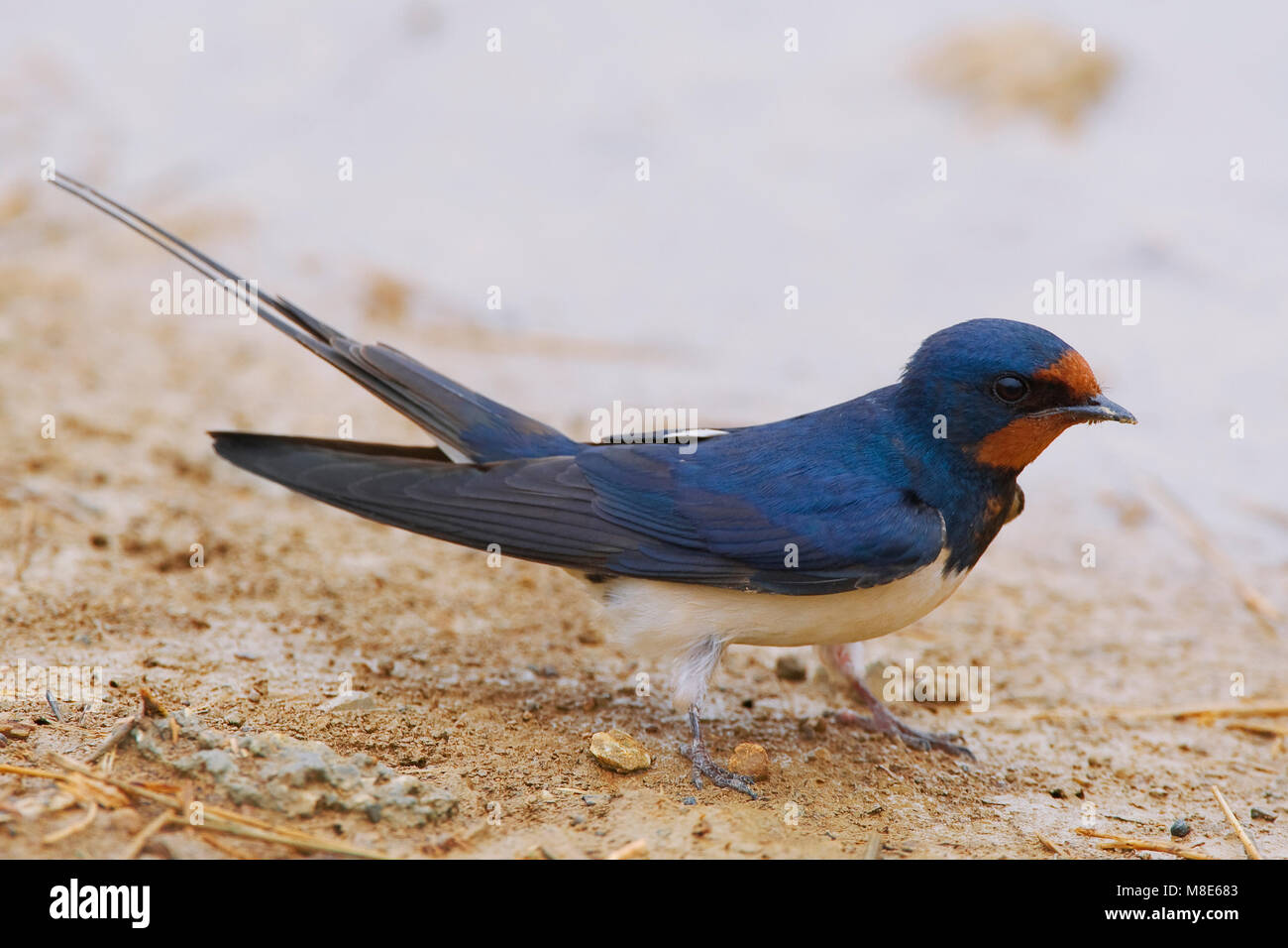 Boerenzwaluw zittend op grond; Barn Swallow perched on ground Stock ...