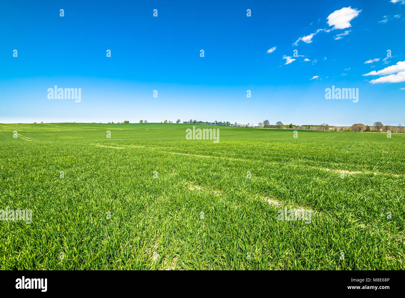 Green field landscape, blue sky on the horizon Stock Photo - Alamy