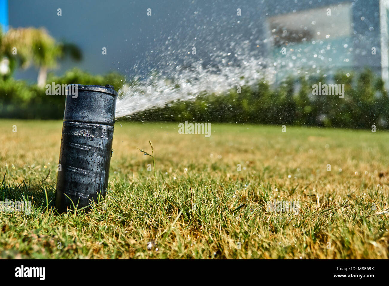 Morning watering of the lawn with automatic irrigation system. Smart ...