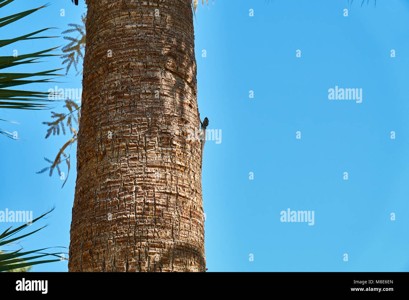 Lizard on the trunk of the palm Stock Photo - Alamy