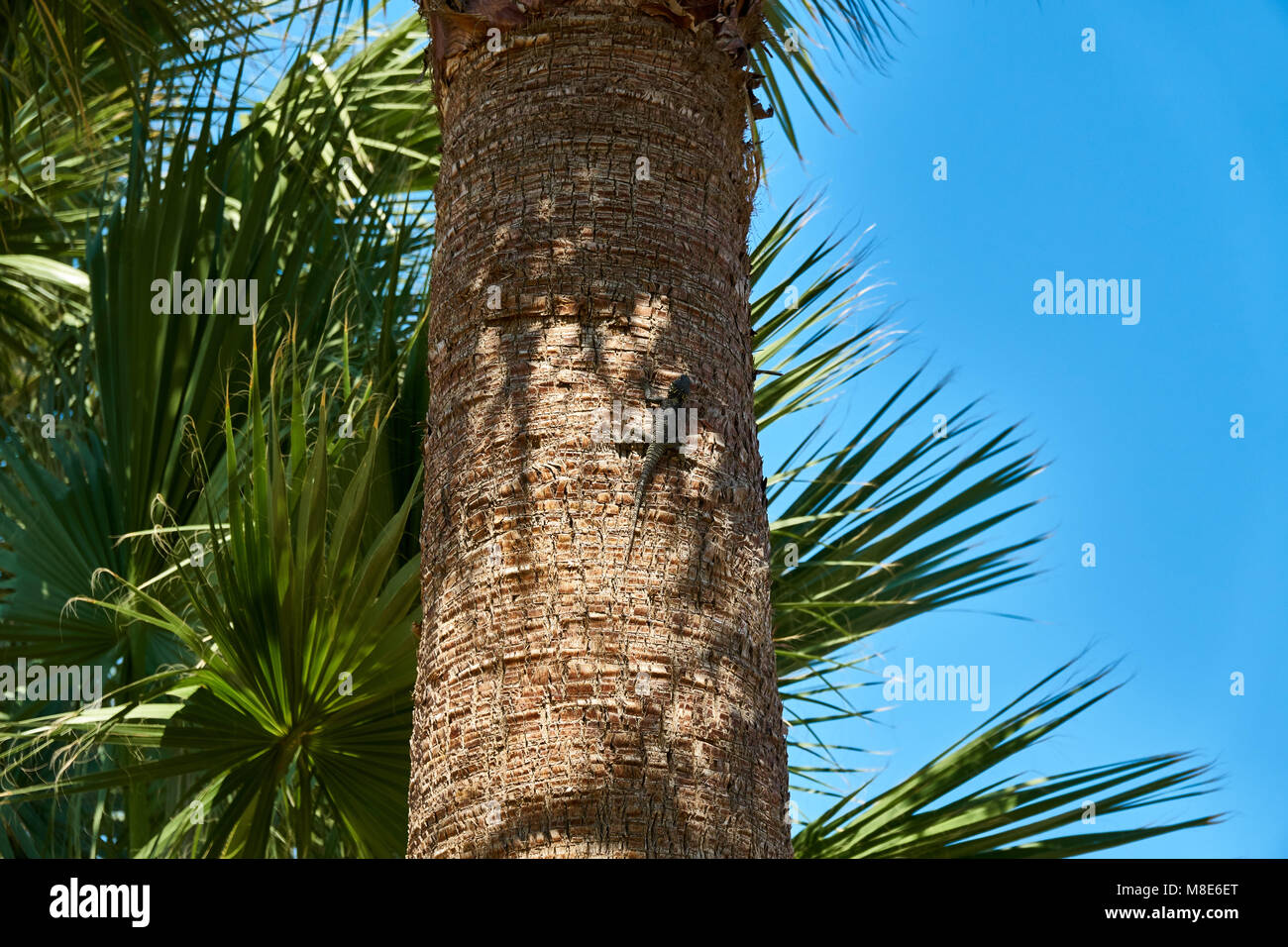 Lizard on the trunk of the palm Stock Photo - Alamy