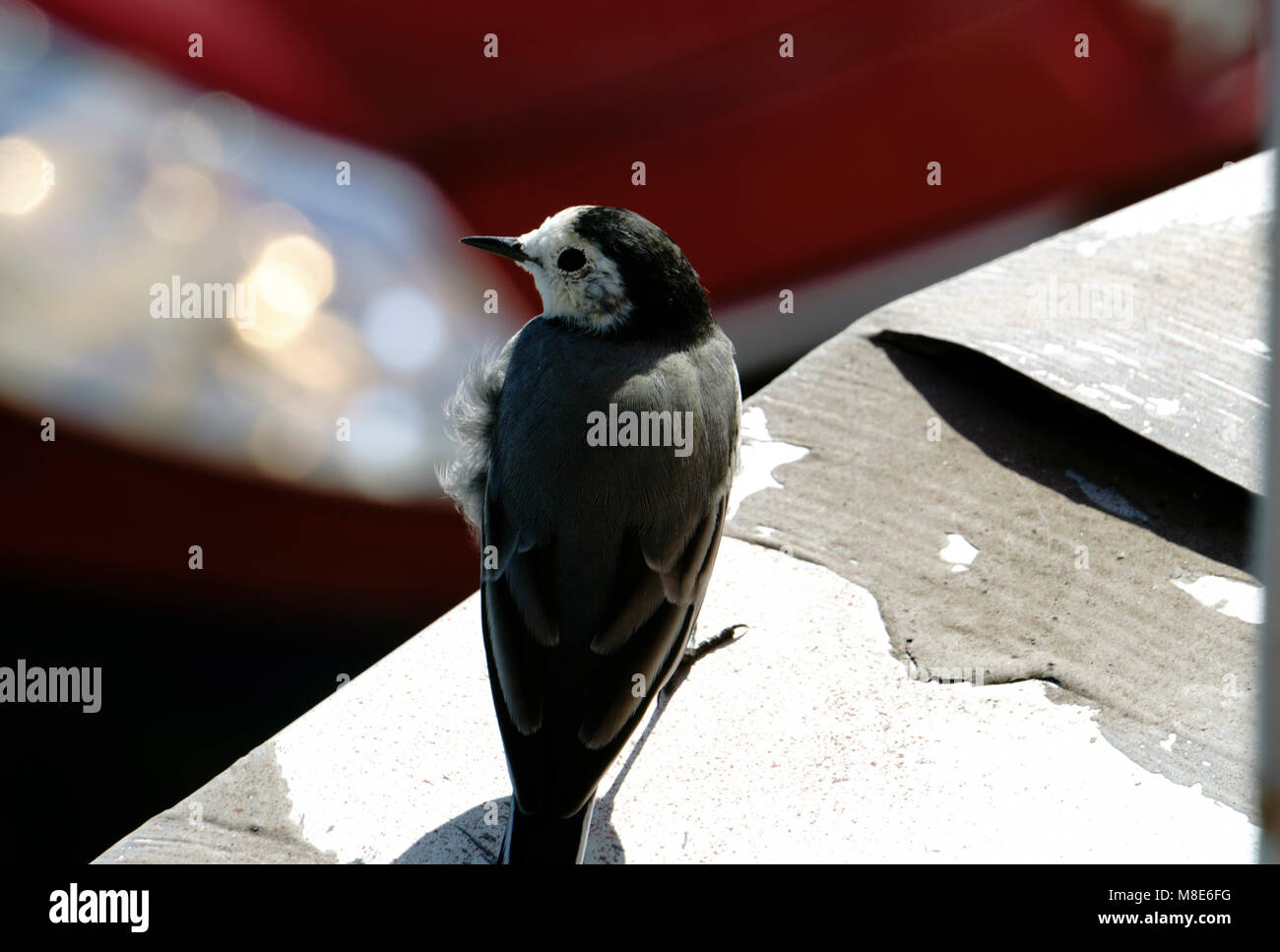 Useful birds hi-res stock photography and images - Alamy