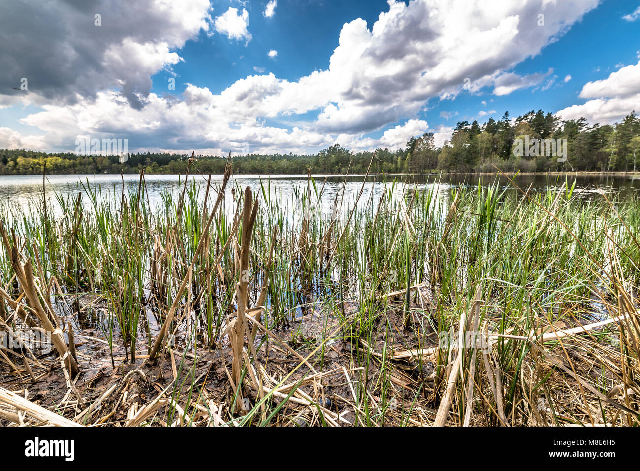 Spring lake landscape, reed at the shore Stock Photo - Alamy