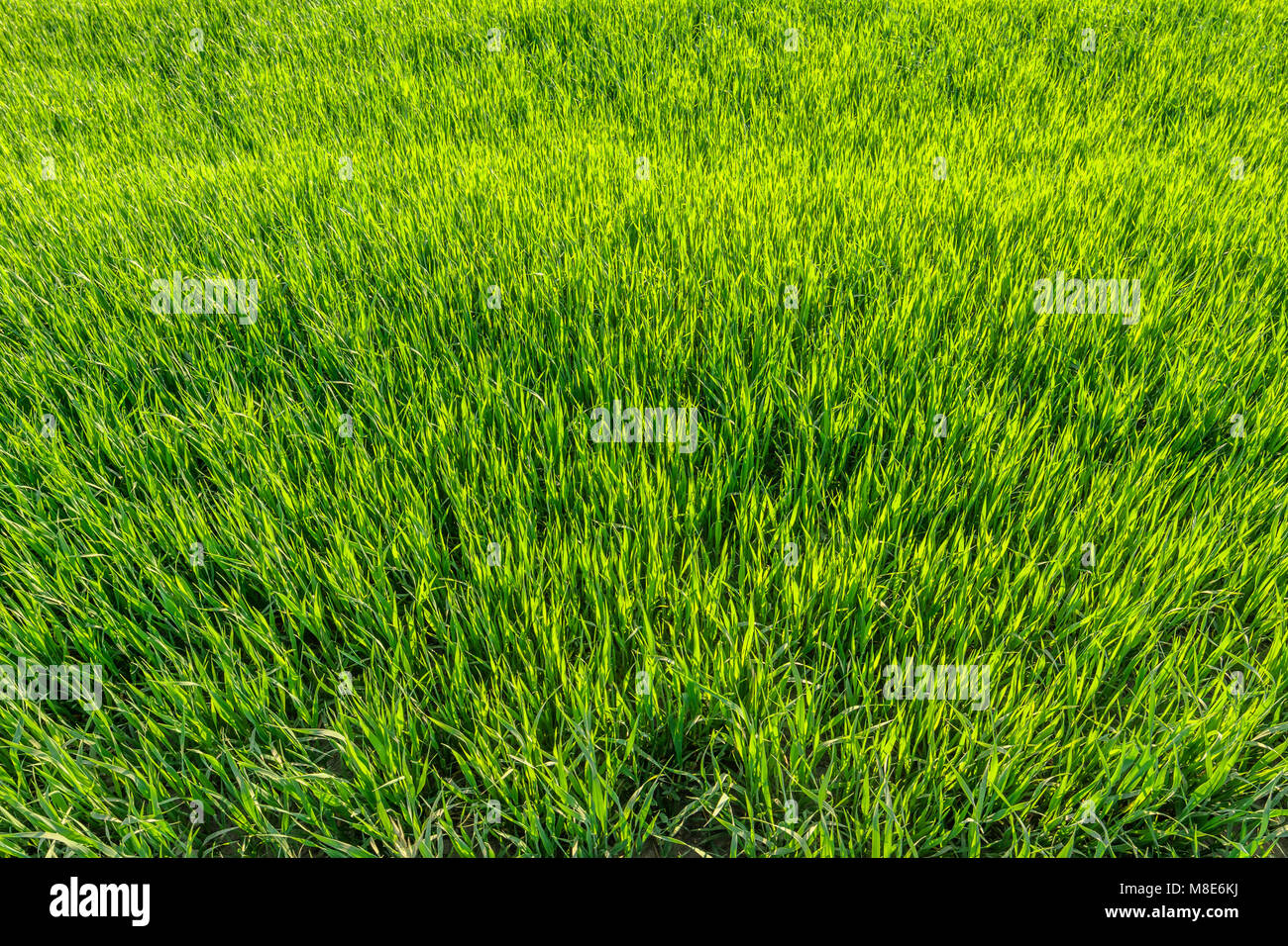 Background with green grass, texture, top view Stock Photo - Alamy
