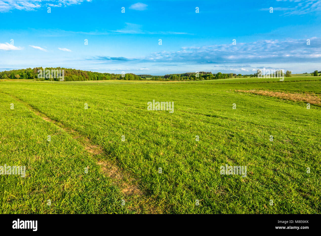 Landscape of field with green grass and sky Stock Photo - Alamy