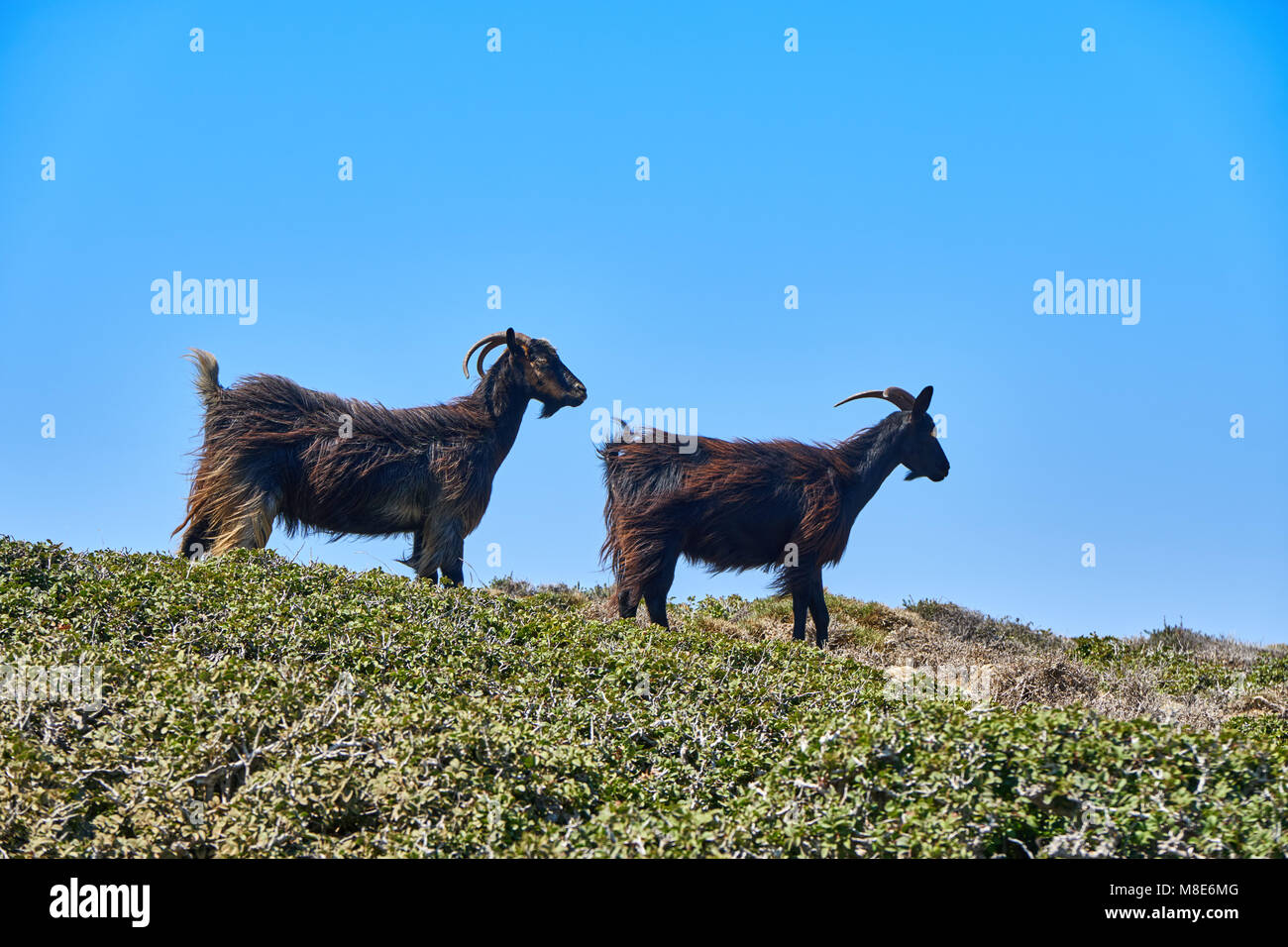 Two black goats stand under a strong wind on a hill against the blue ...