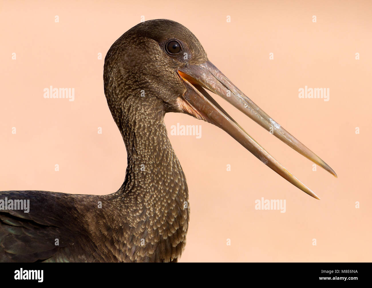Juveniele Zwarte Ooievaar close-up; Juvenile Black Stork close up Stock ...