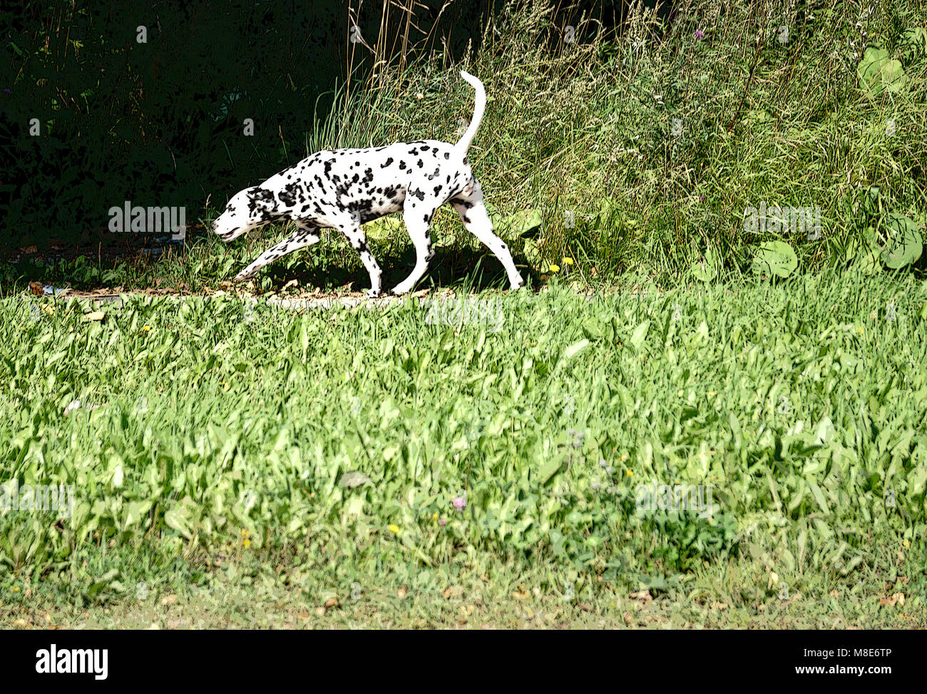 Dalmatian dog running Stock Photo - Alamy