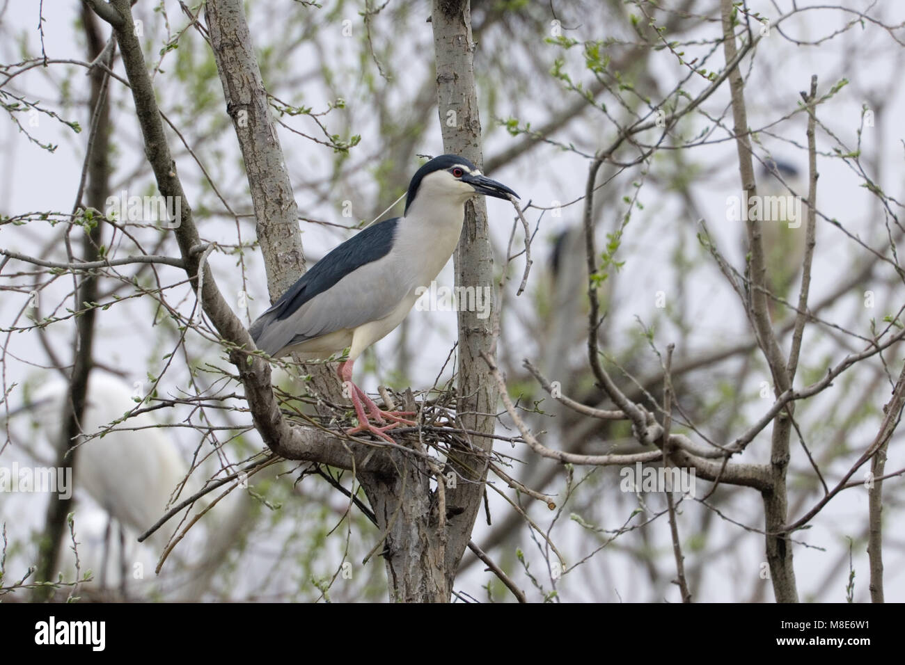 Black-crowned Night Heron adult perched on nest; Kwak volwassen zittend ...