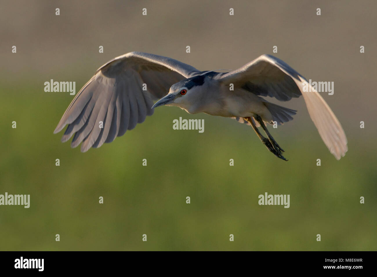 Kwak adult vliegend; Black-crowned Night Heron adult flying Stock Photo ...