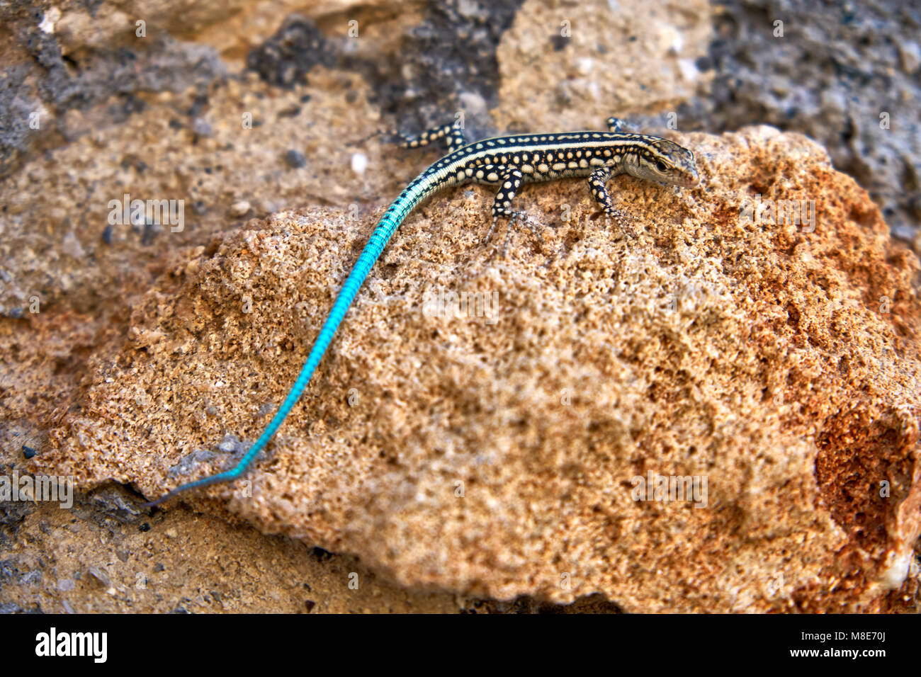 Anatolian lizard lacerta hi-res stock photography and images - Alamy