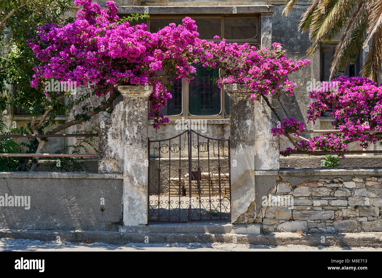 Blossoming trees decorate entrance to old house with wrought iron gate ...