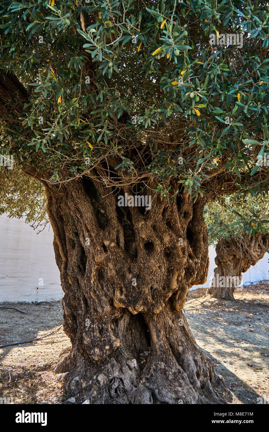Olive Tree Old Thick Trunk High Resolution Stock Photography and Images ...