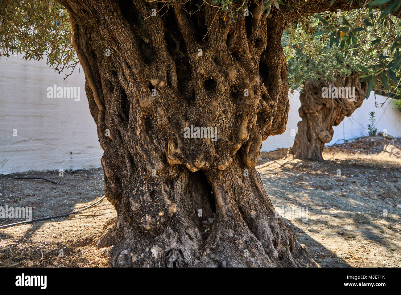 Thick trunk of an old olive tree Stock Photo - Alamy