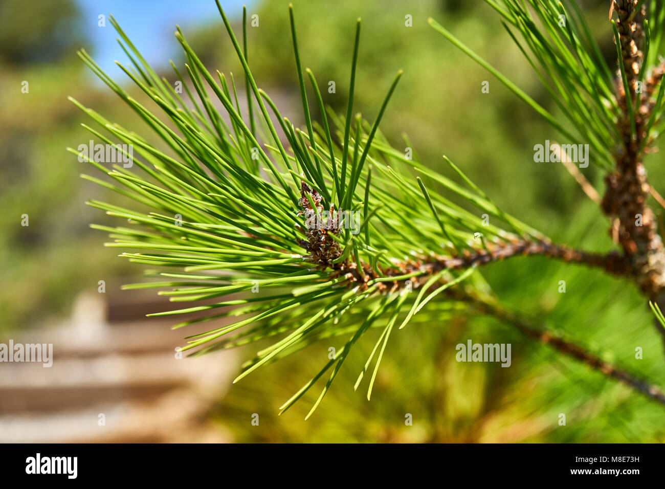 Elegant branch of pine tree with long needles in coniferous wood ...