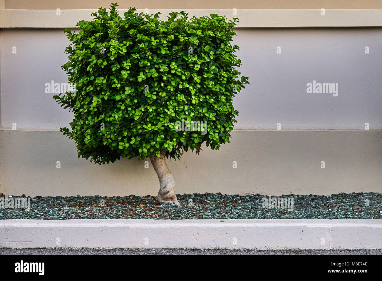 Square trunk tree hi-res stock photography and images - Alamy