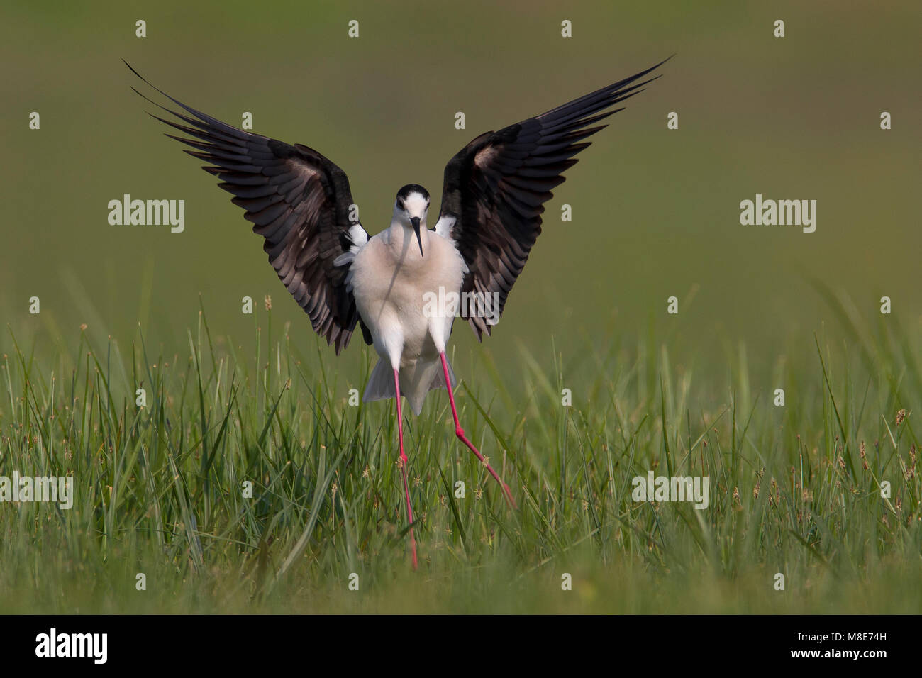 Steltkluut met gestrekte vleugels, Black-winged Stilt with stretched ...