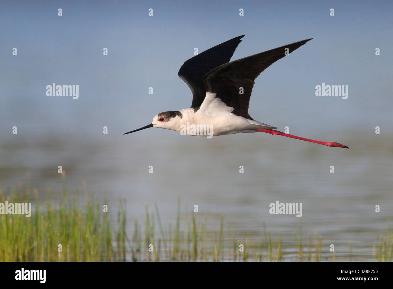 Steltkluut in vlucht, Black-winged Stilt in flight Stock Photo - Alamy