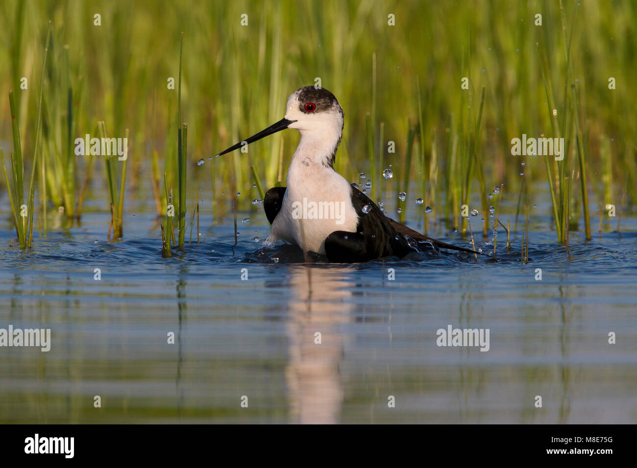 Badderende Steltkluut, Black-winged Stilt taking a bath Stock Photo - Alamy