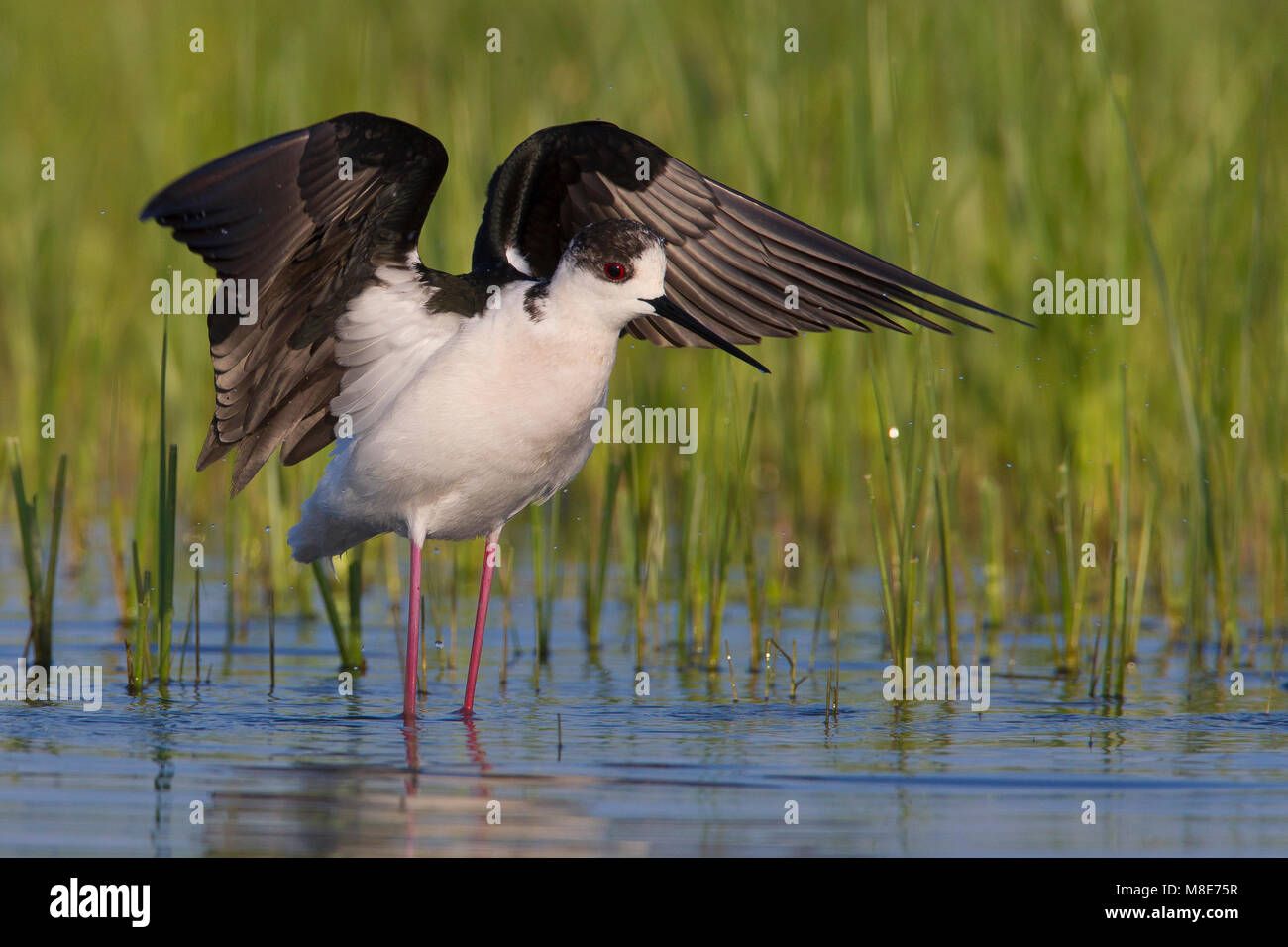 Steltkluut met gestrekte vleugels, Black-winged Stilt with stretched ...