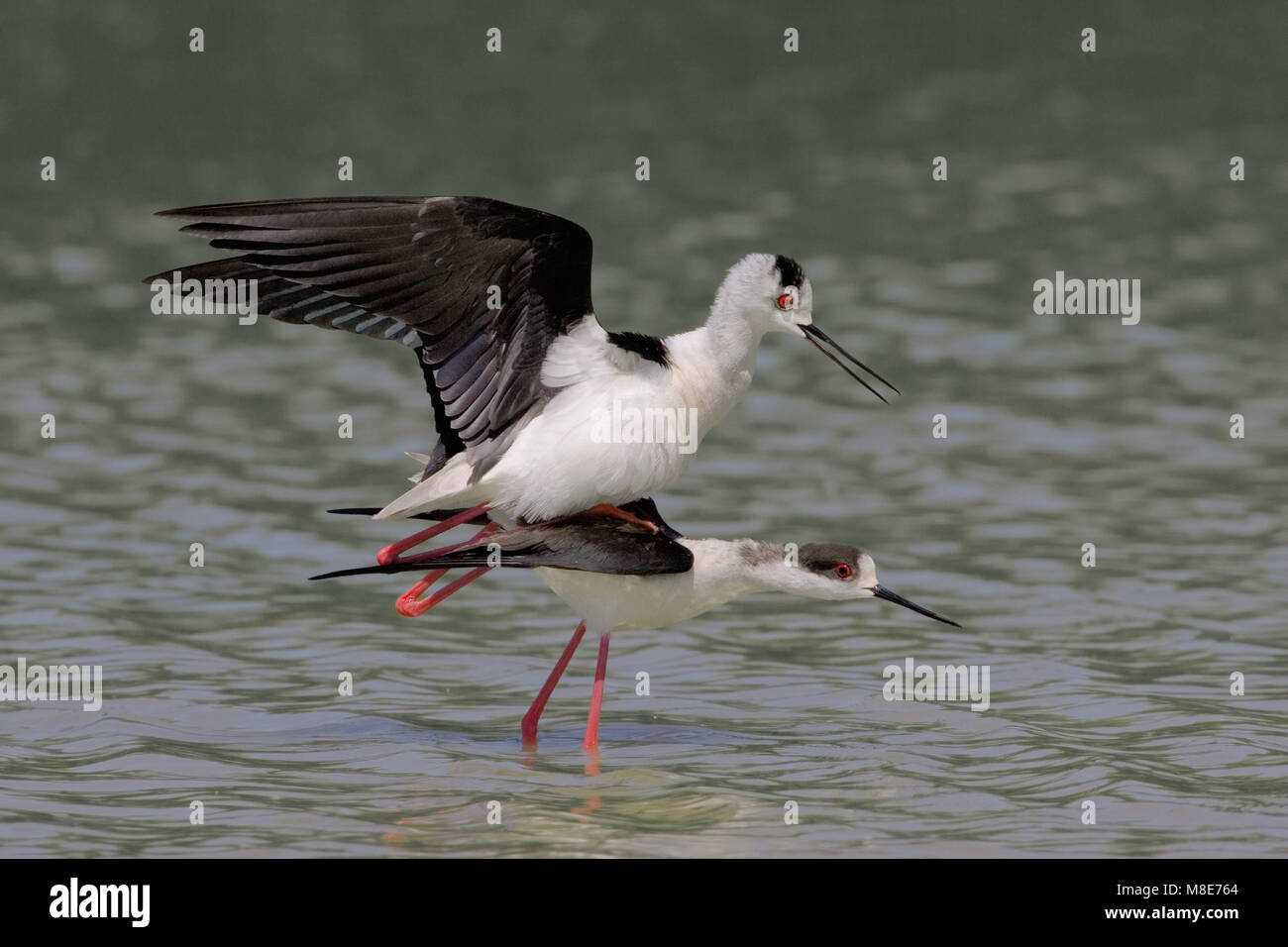 Black-winged Stilt mating; Steltkluut parend Stock Photo - Alamy