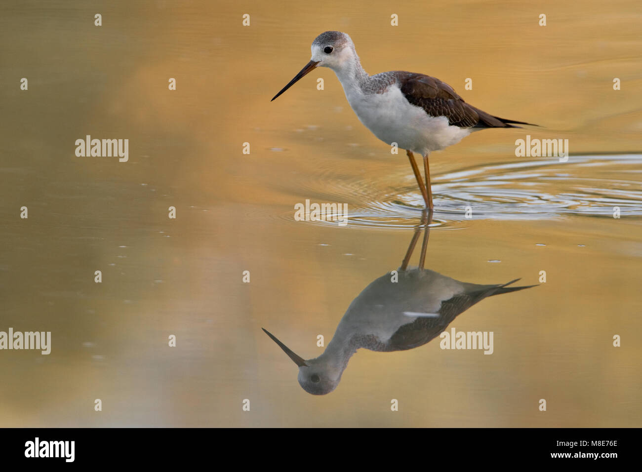 Wadende juveniele Steltkluut; Juvenile Black-winged Stilt wading Stock ...