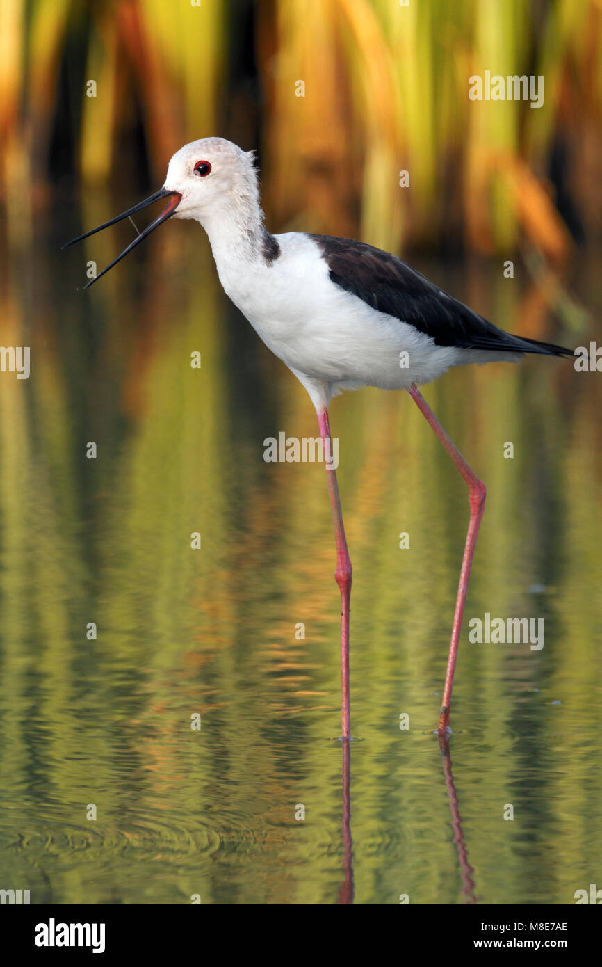 Roepende Steltkluut; Calling Black-winged Stilt Stock Photo - Alamy