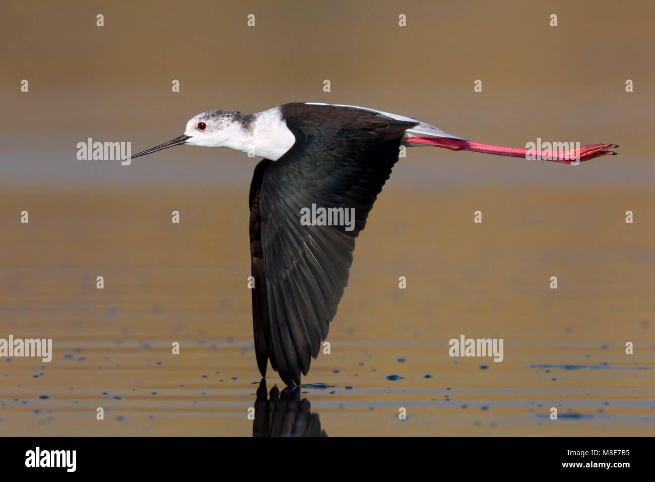 Vrouwtje Steltkluut in de vlucht; Female Black-winged Stilt in flight ...