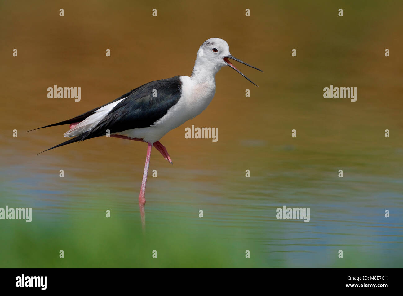 Steltkluut roepend; Black-winged Stilt adult calling Stock Photo - Alamy